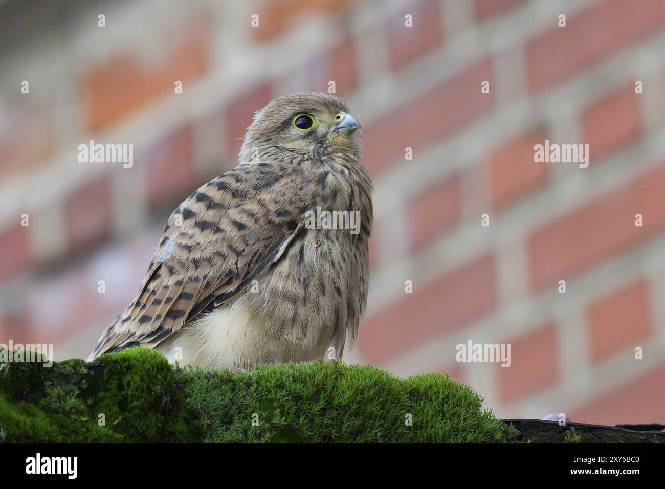 Common kestrel first flight attempt. Young kestrels making their first ...