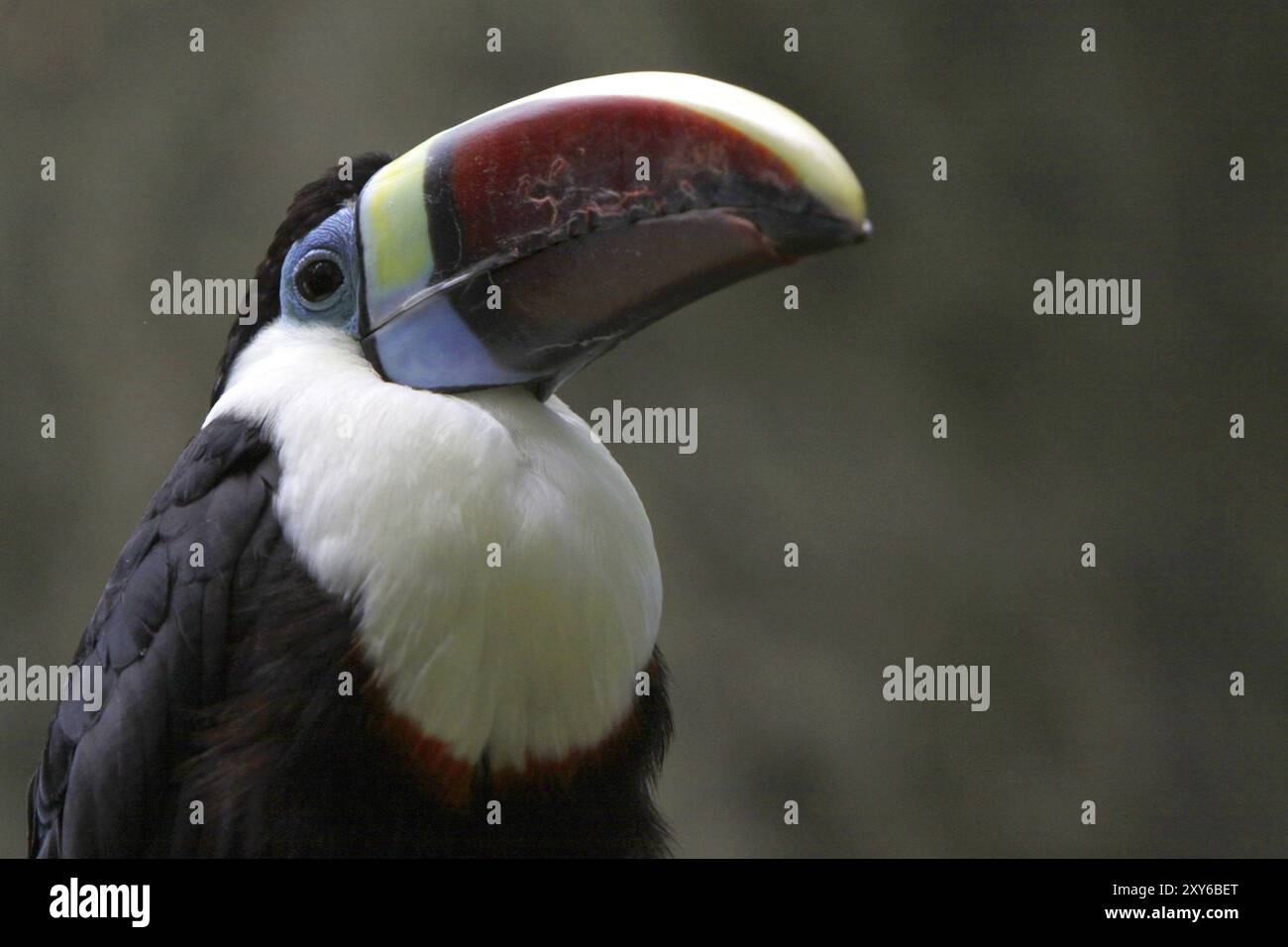 White throated woodpecker hi-res stock photography and images - Alamy