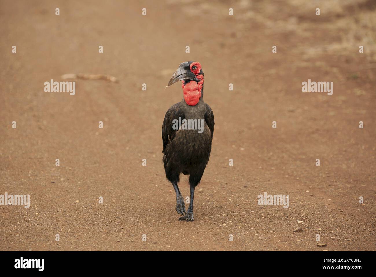 Hornbill foraging for food Stock Photo - Alamy