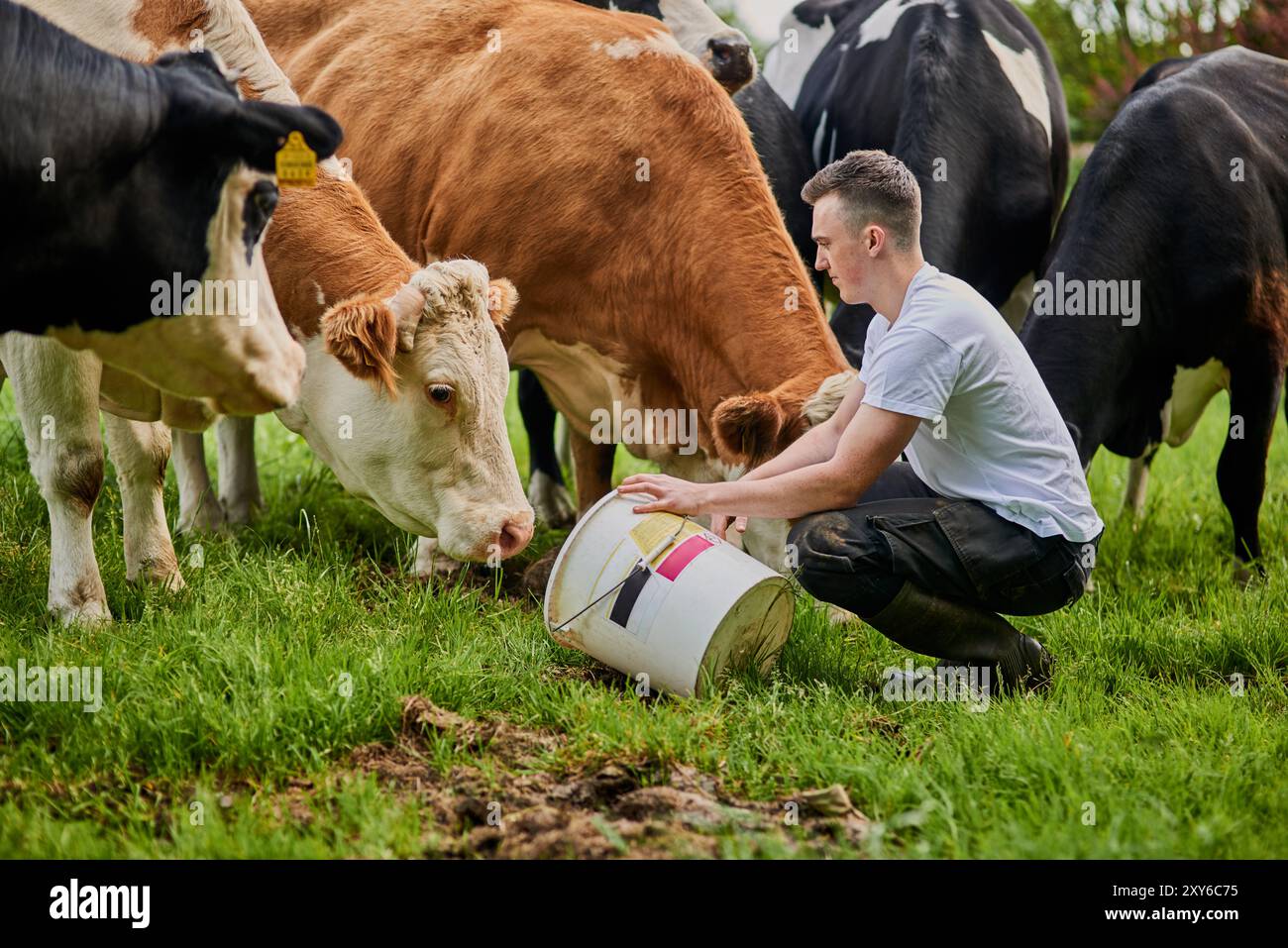 Agriculture, farming and man feeding cows on grass for sustainable ...
