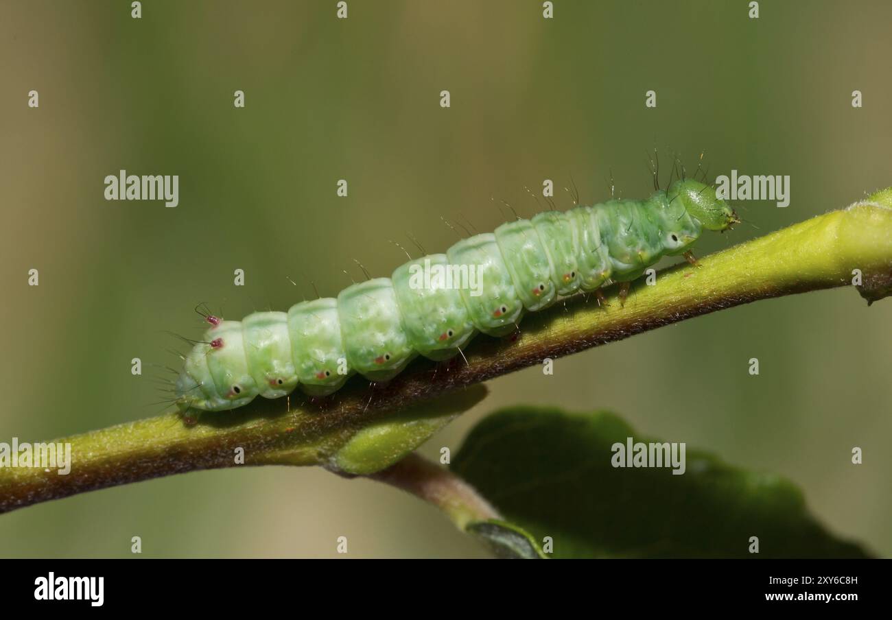 Camel toothed moth, caterpillar, Ptilodon capucina, coxcomb prominent ...