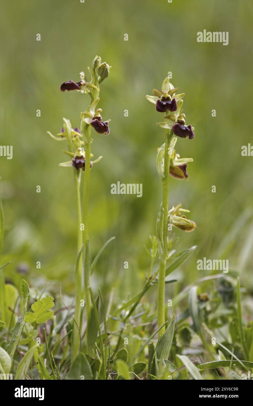 Spider-orchid, Ophrys sphegodes, Early Spider-orchid Stock Photo - Alamy