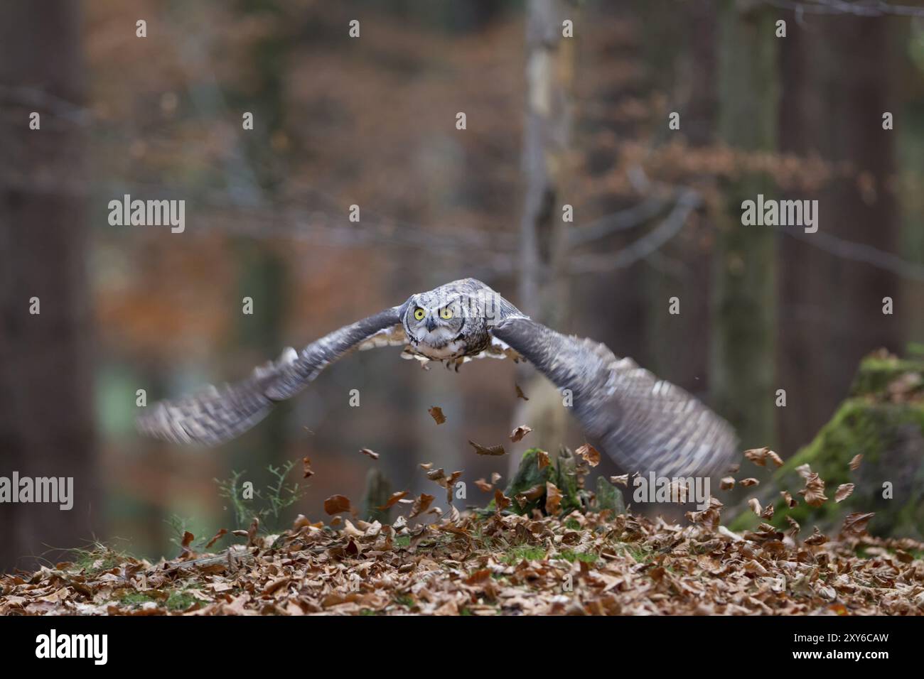 Virginia-Uhu, Bubo virginianus, Great Horned Owl Stock Photo - Alamy
