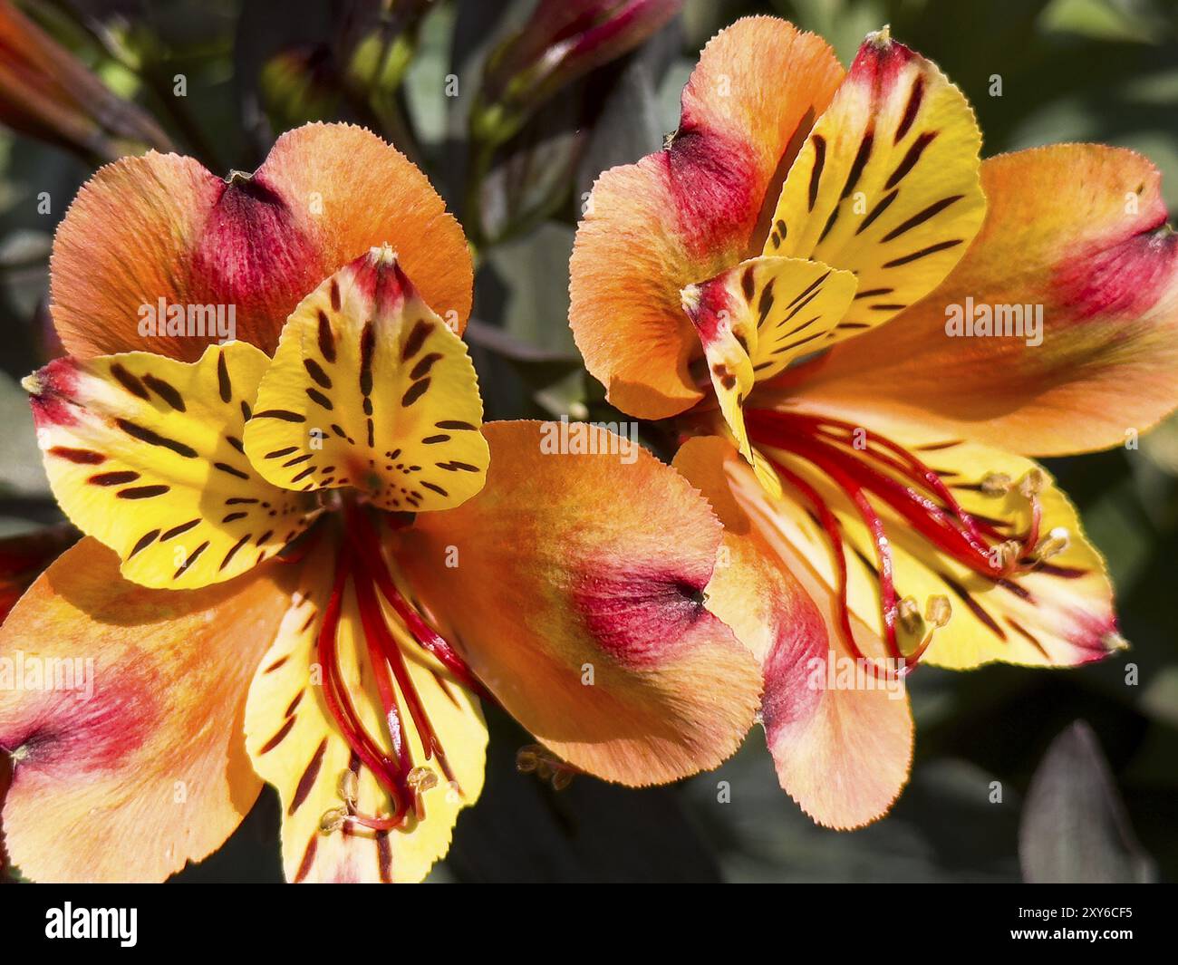 Inca lily hi-res stock photography and images - Alamy