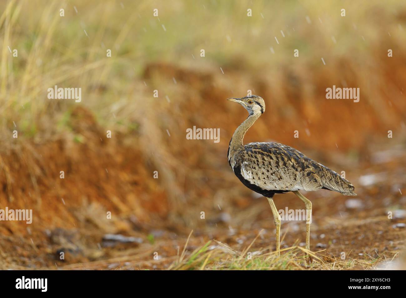 Black-bellied bustard, (Eupodotis melanogaster), Ithala Game Reserve ...