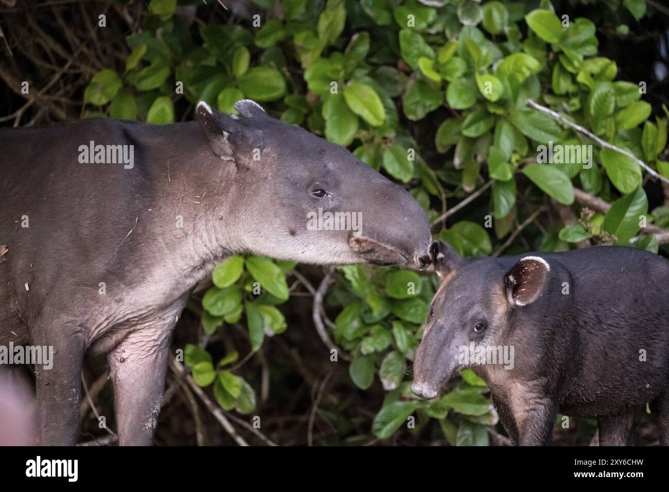 Baird's tapir (Tapirus bairdii), mother and young, in the rainforest ...