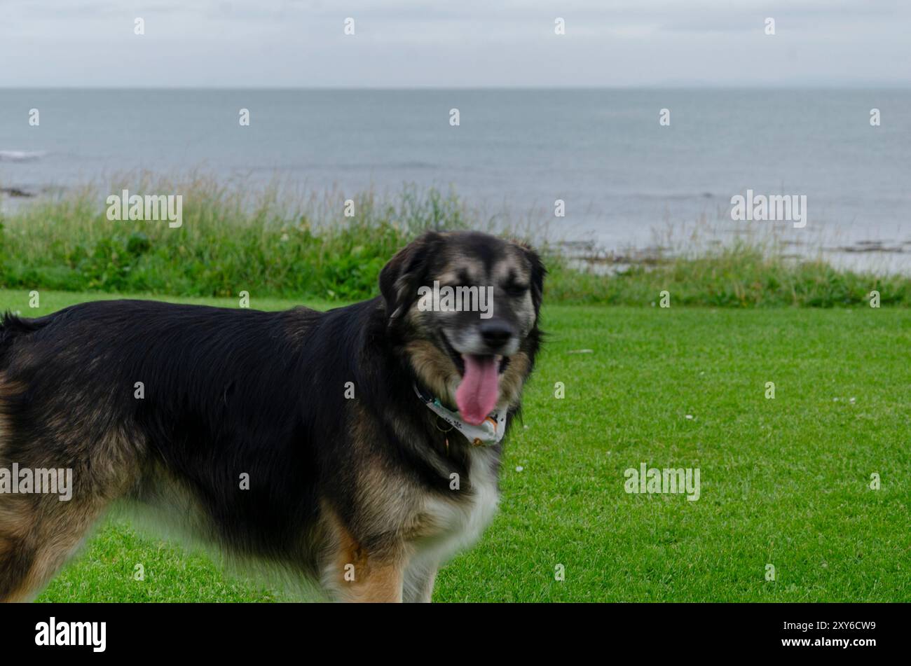 Collie german shepard cross hi-res stock photography and images - Alamy
