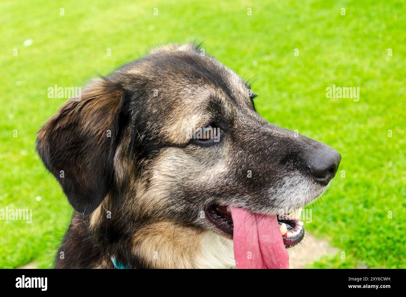 Mixed breed german shepard dog hi-res stock photography and images - Alamy