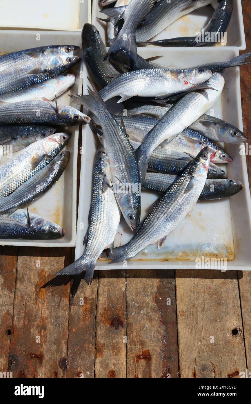 Italy - fresh fish market in Bari. Herring fish - catch of the day ...