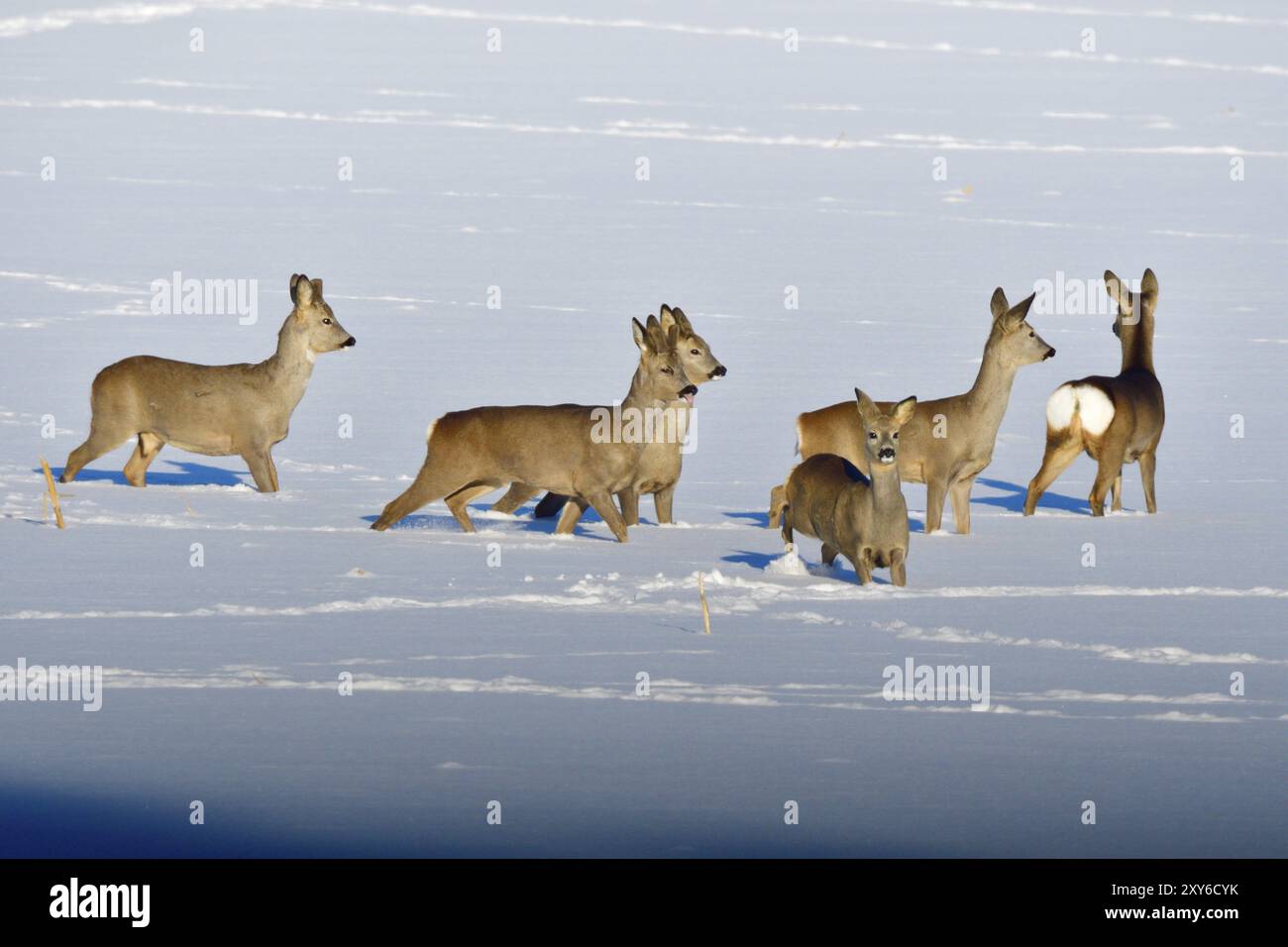 Many Roe deer run over a meadow in winter. Roe deer on the run in ...