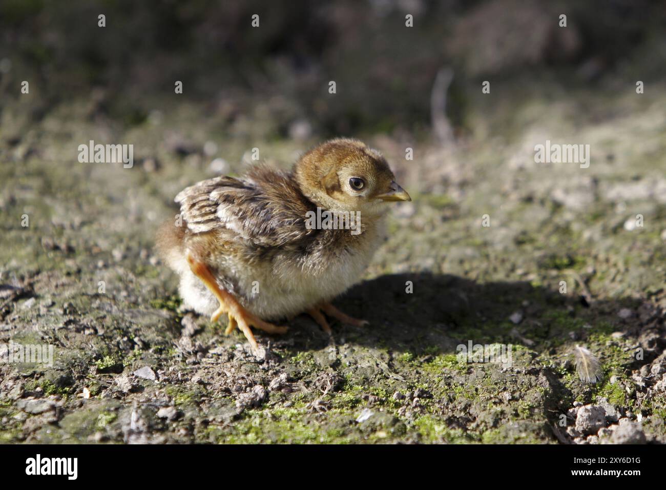 Golden pheasant chick Stock Photo - Alamy