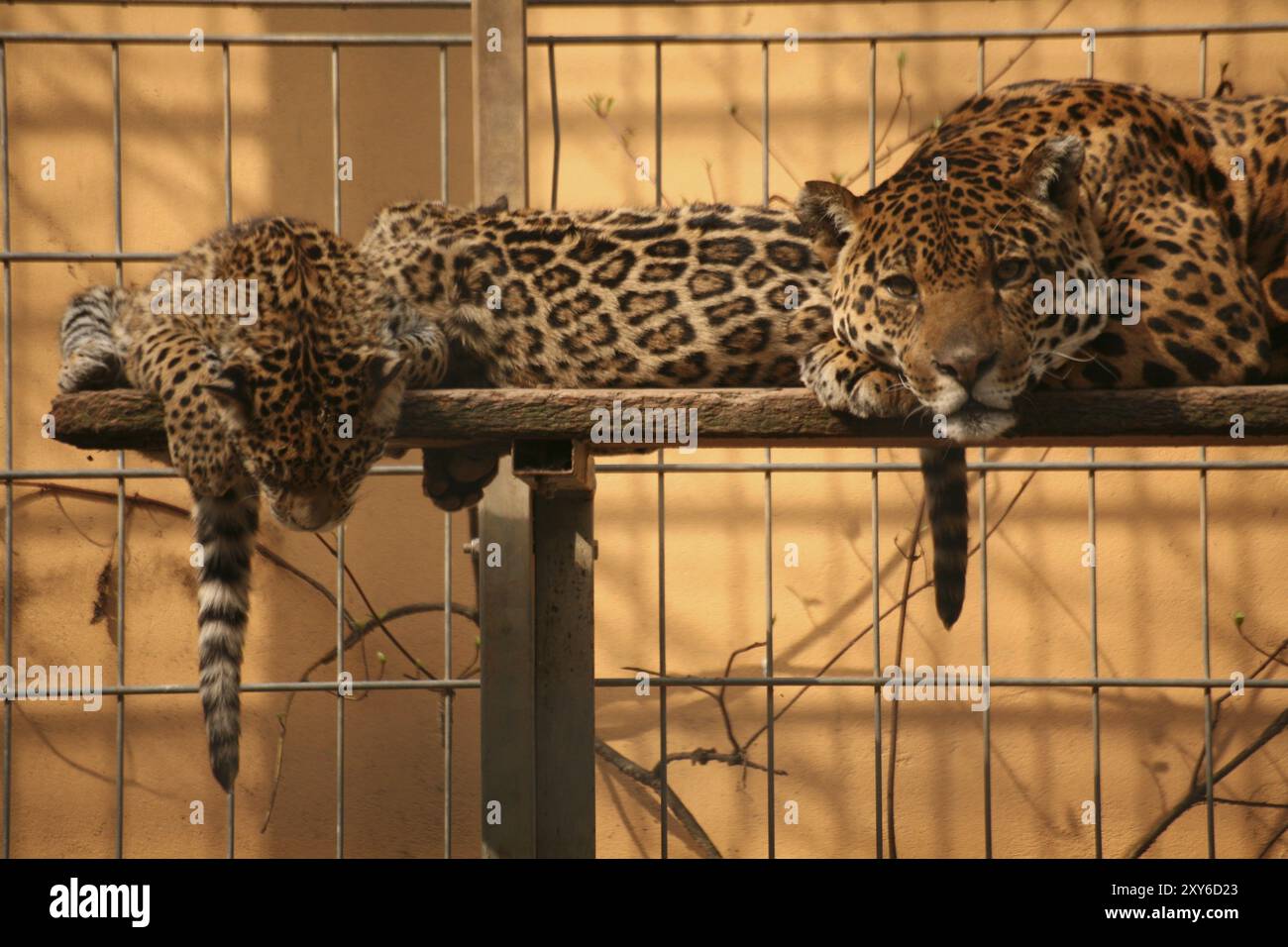 Jaguar family in a zoo Stock Photo - Alamy