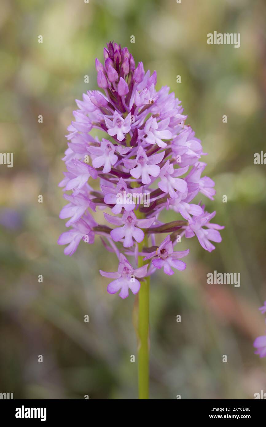 Pyramidal orchid (Anacamptis pyramidalis), pyramidal orchid Stock Photo ...