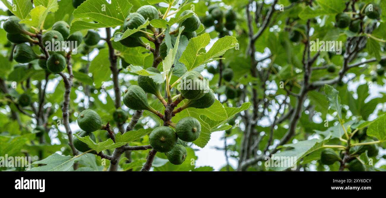 Green unripe fig on fig tree branch background, closeup view. Ficus ...