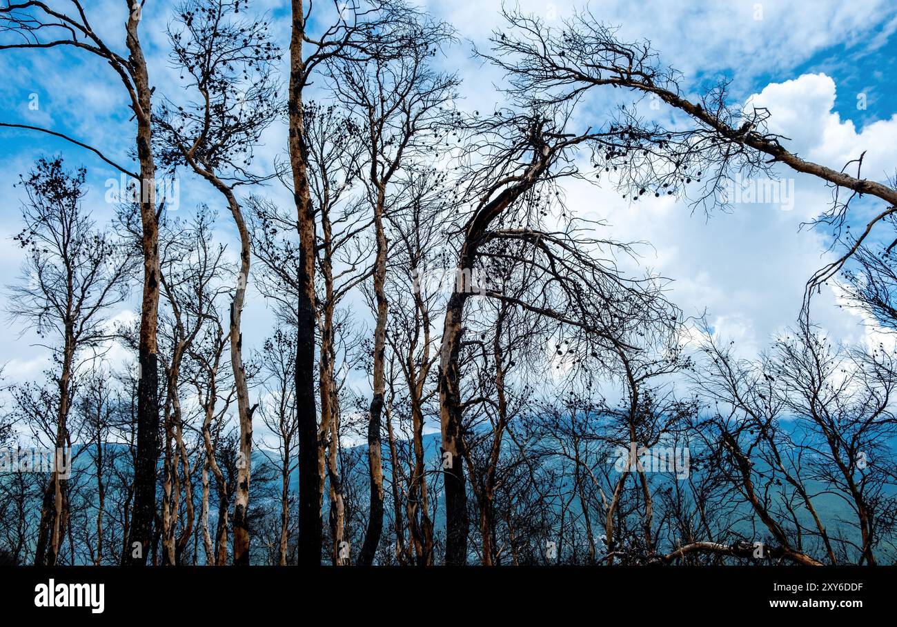 Burned trees, burnt forest, woods after wildfire. Disaster and ...
