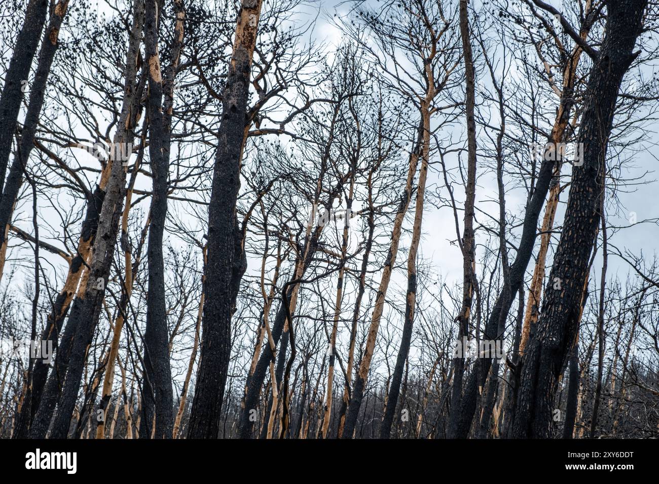 Deforestation burnt pine trees forest hi-res stock photography and ...