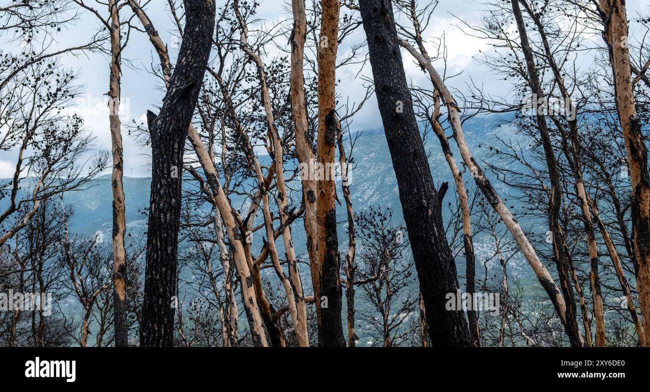 Burned trees, burnt forest, woods after wildfire. Disaster and ...