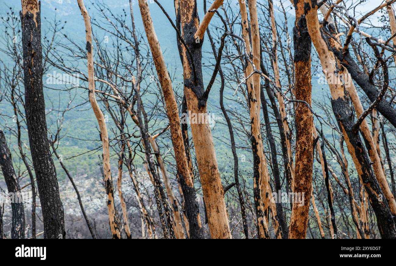 Burned trees, burnt forest, woods after wildfire. Disaster and ...
