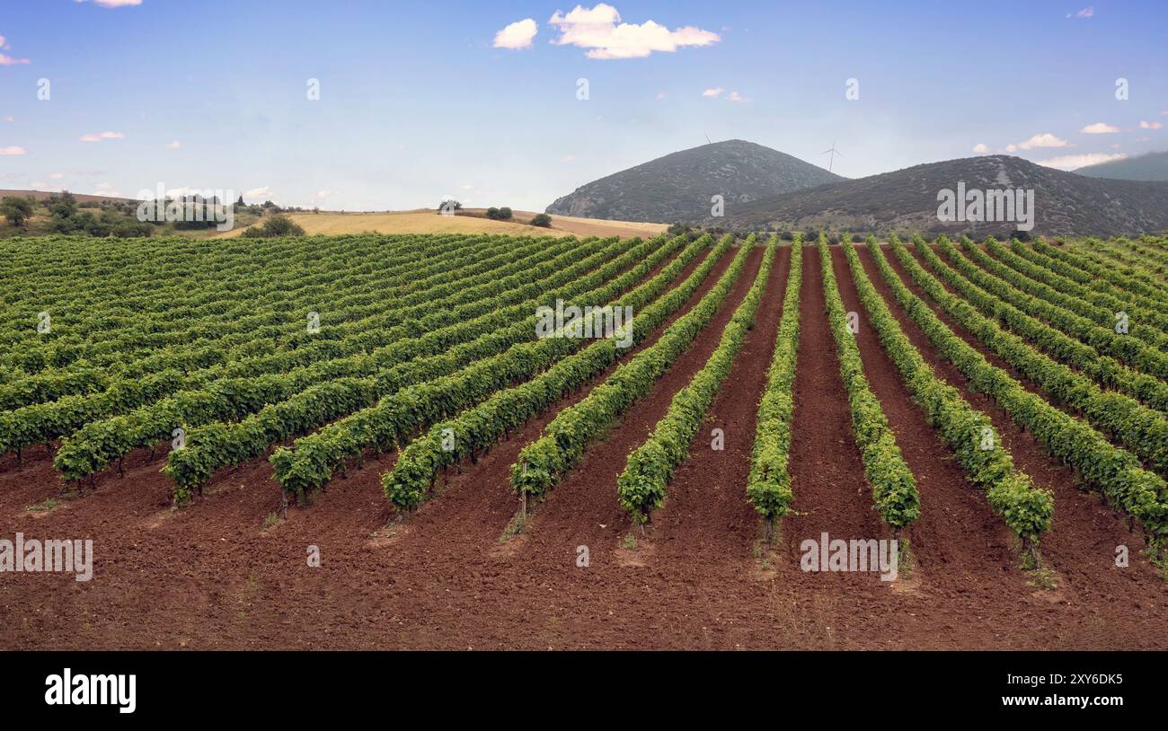 Vineyard landscape, vines in rows, fresh green leaves, spring season ...