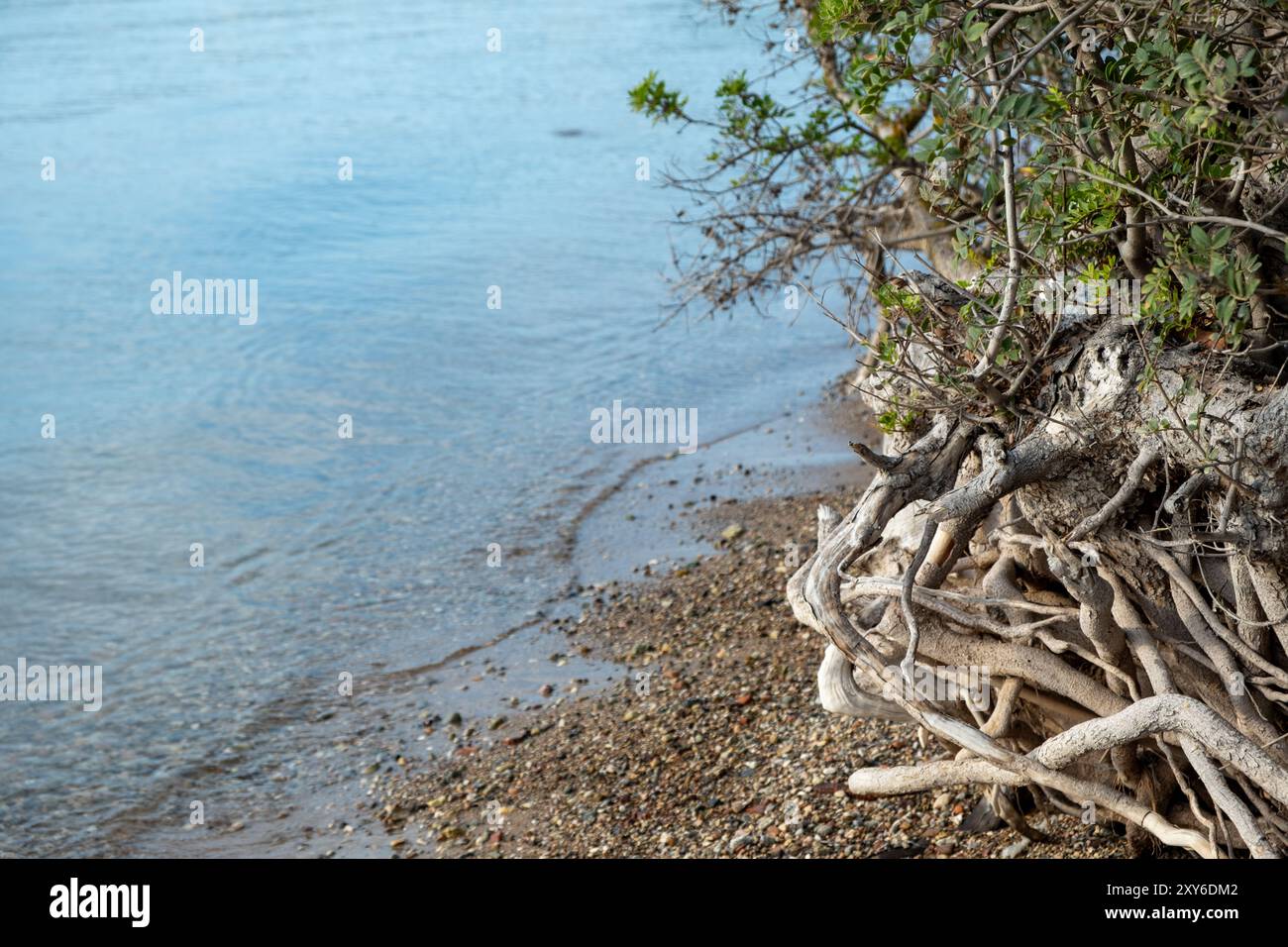 Lentisk mastic shrub on a beach by the sea, Pistacia lentiscus foliage ...