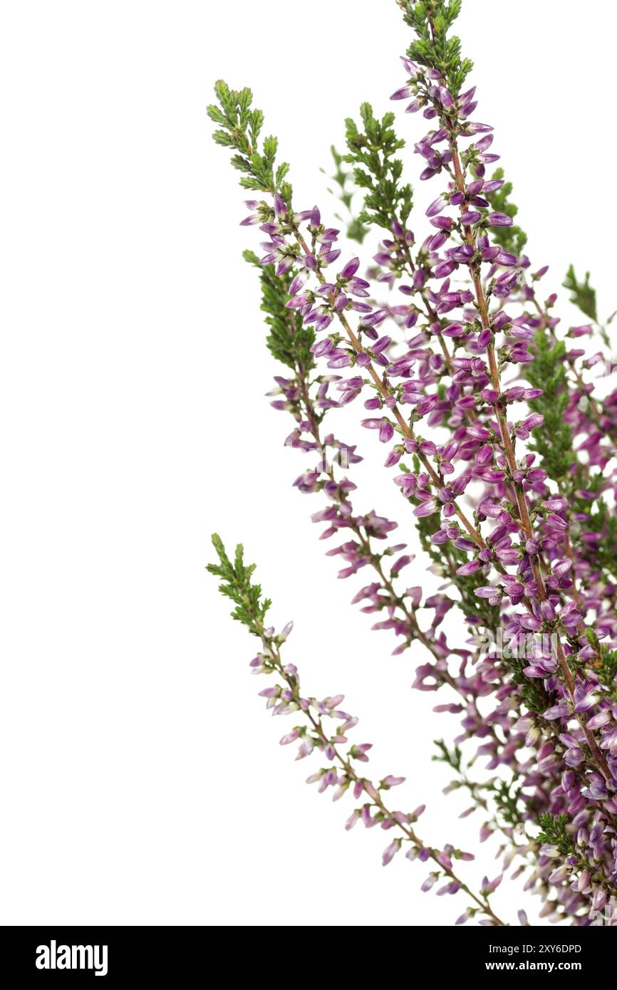 Common heather (Calluna vulgaris) on a white background Stock Photo - Alamy