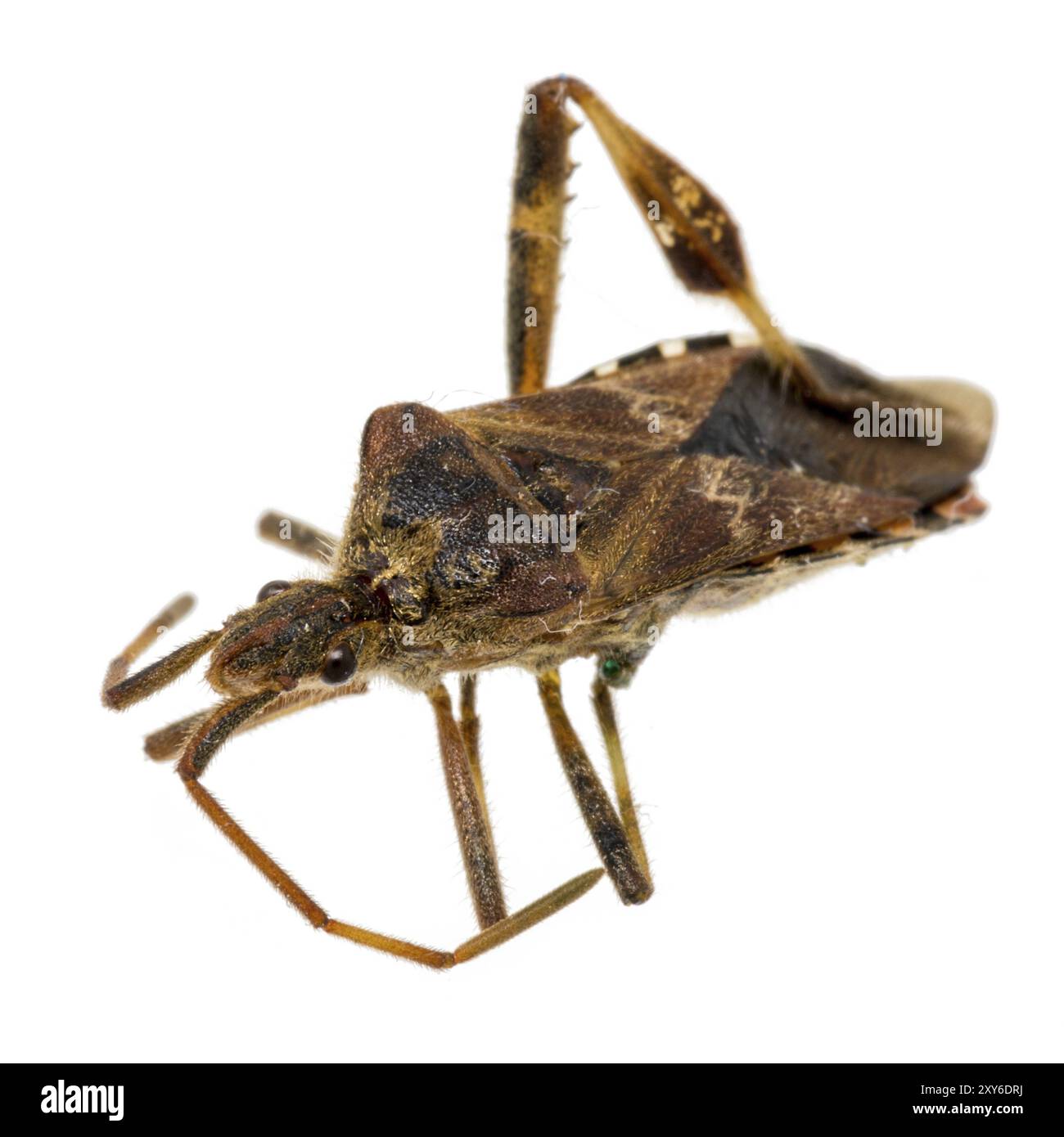 Bug close up photography Cut Out Stock Images & Pictures - Alamy