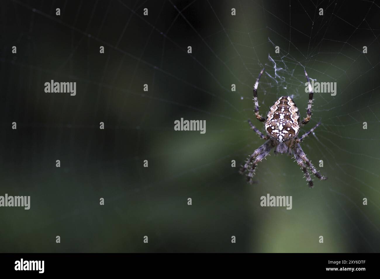 Brown garden cross spider Stock Photo - Alamy