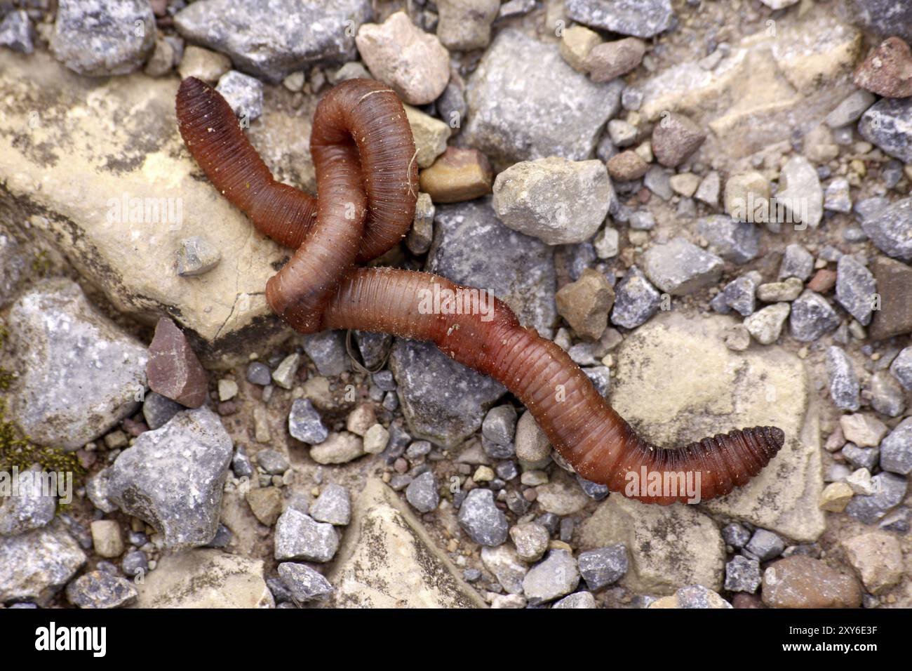 Clitellates hi-res stock photography and images - Alamy