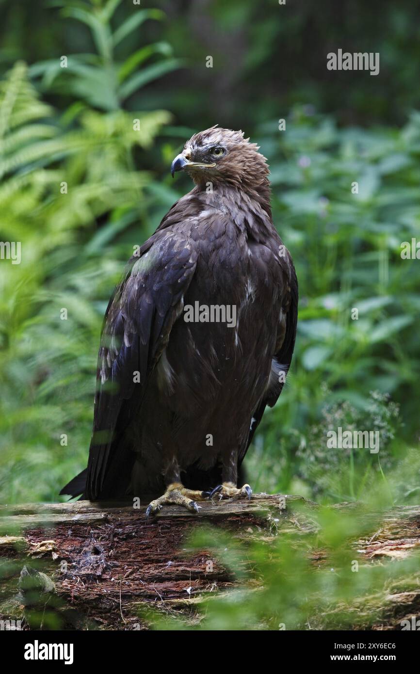 Lesser spotted eagle, Aquila pomarina, lesser spotted eagle Stock Photo ...