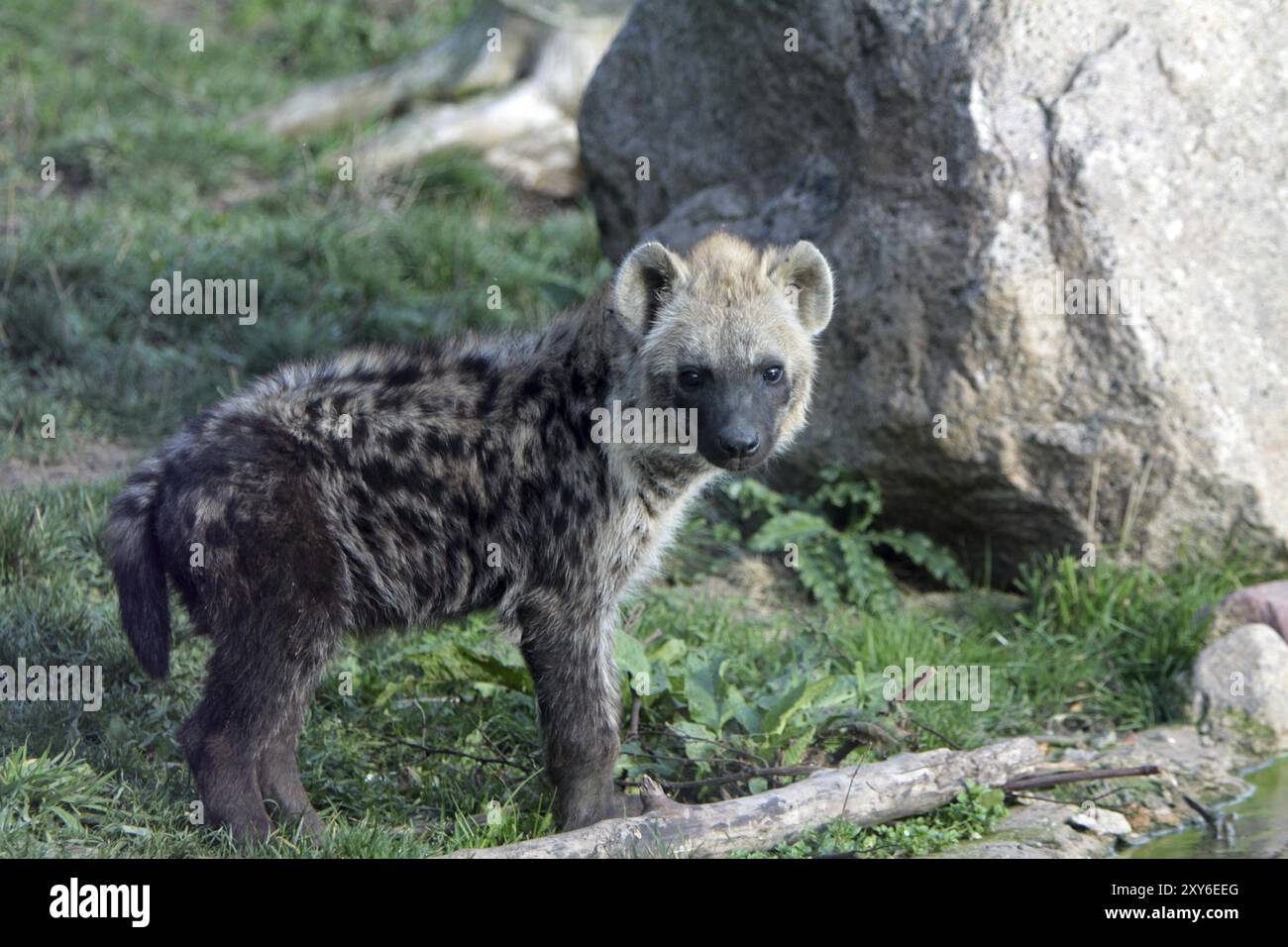 Spotted hyena (juvenile Stock Photo - Alamy