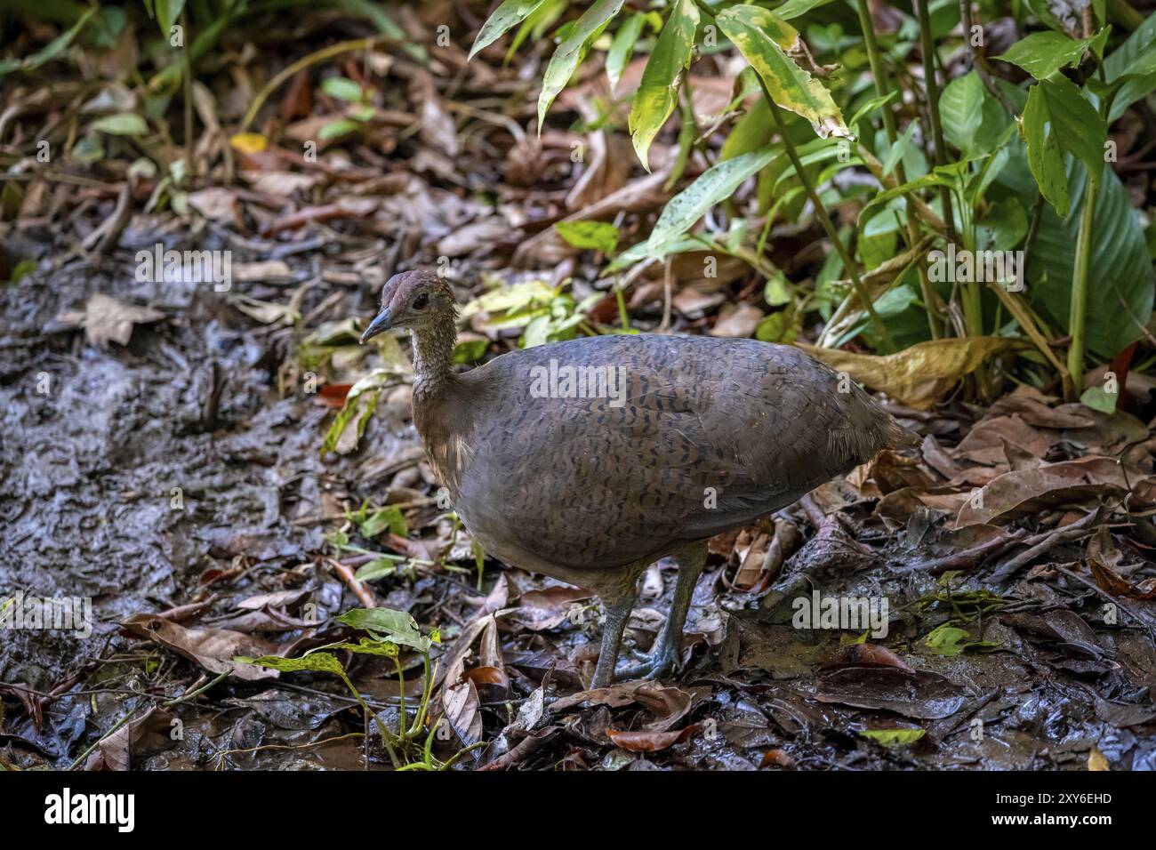 Thicket tinamou (Crypturellus cinnamomeus), running through rainforest ...