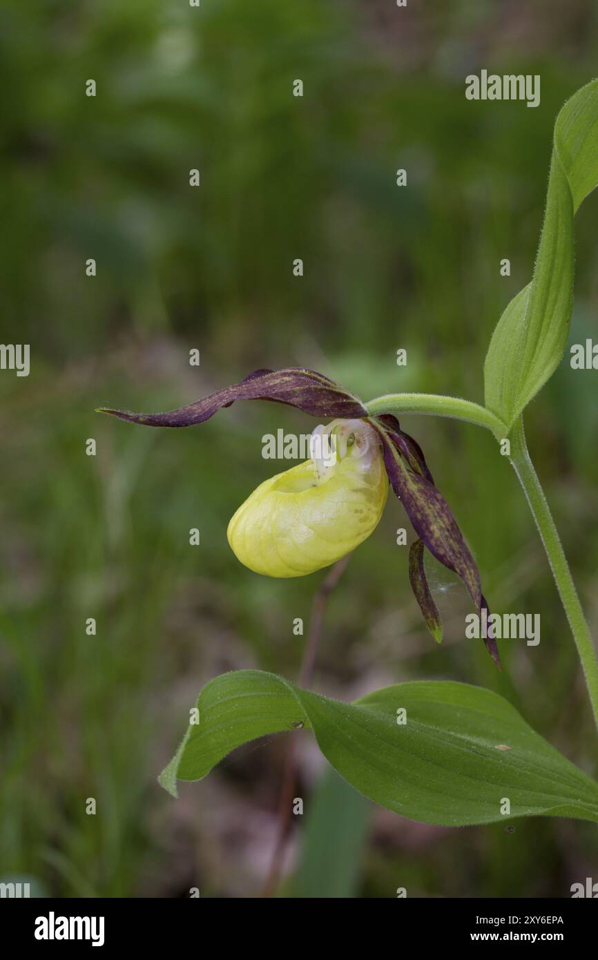 Lady's slipper, Cypripedium calceolus, green, ladies slipper orchid ...