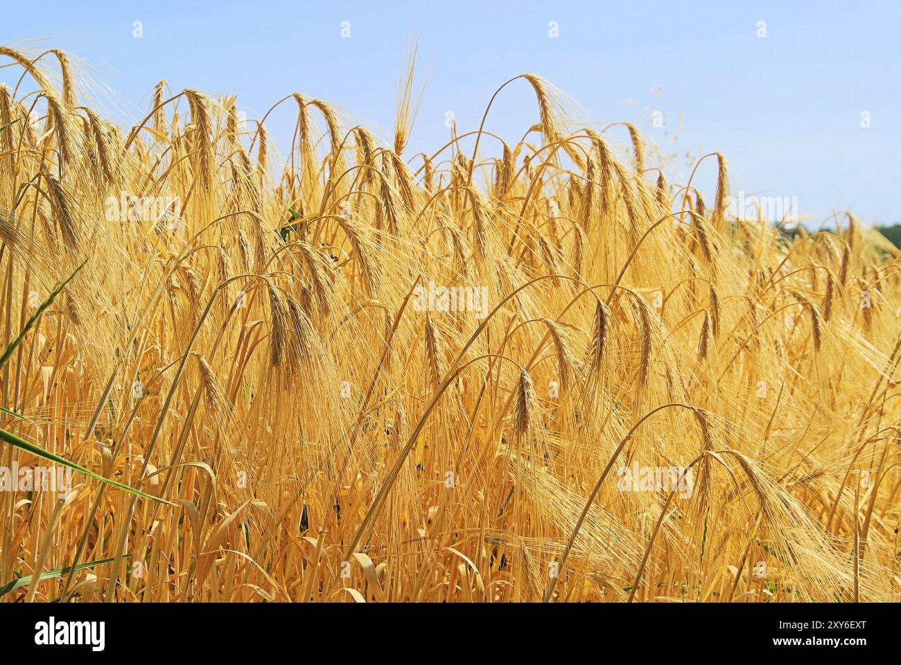 Rye breed hi-res stock photography and images - Alamy