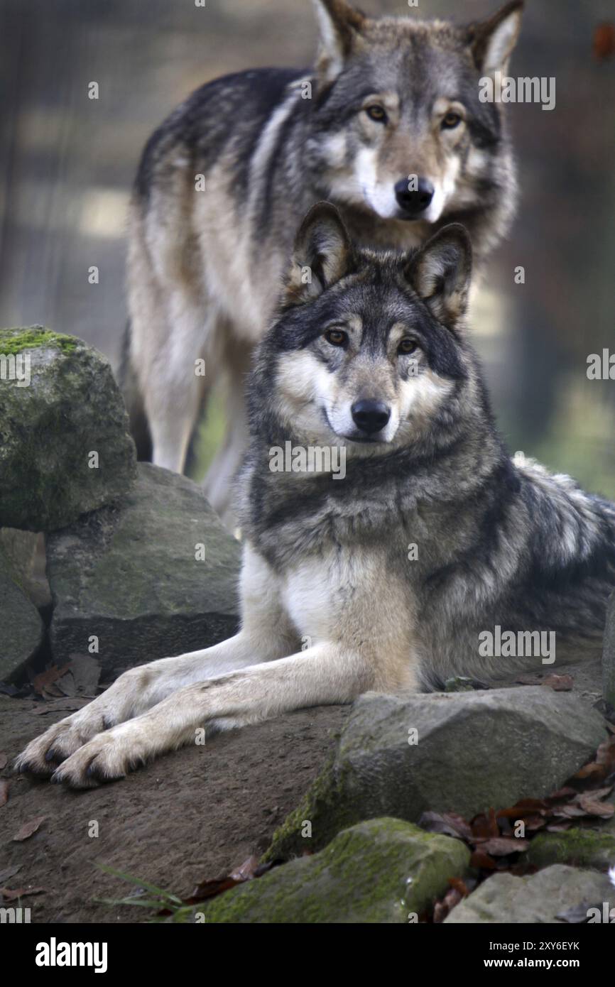 Timberwolves hi-res stock photography and images - Alamy