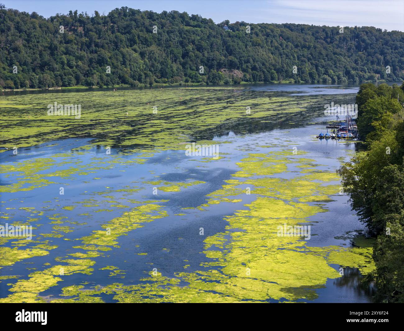 Elodea Invasive Elodea (Pond Weed) | Biology Supplies Darwin