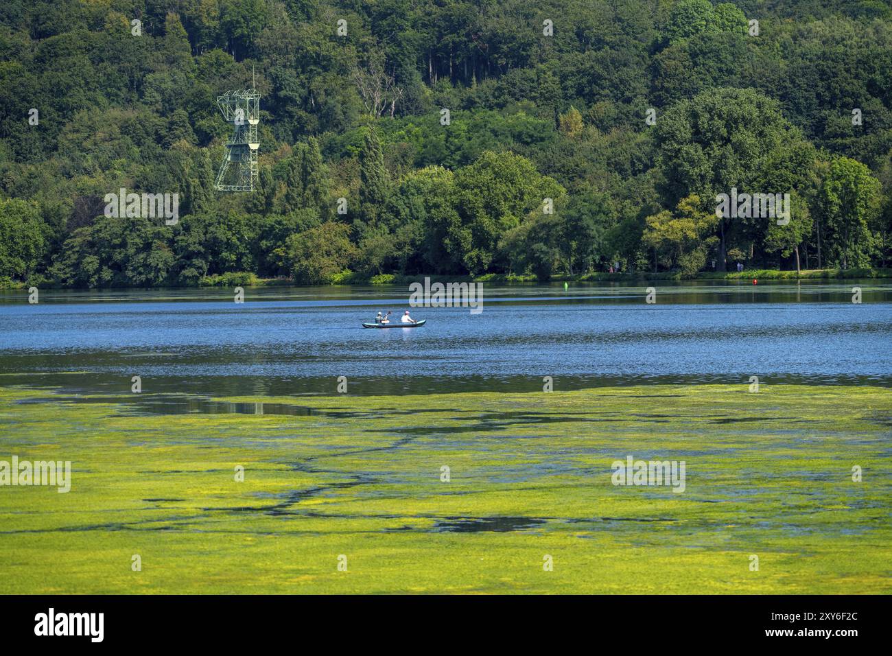 Green carpet of plants on Lake Baldeney in Essen, proliferating aquatic ...