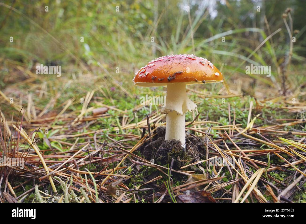 Fly agaric, fly agaric 12 Stock Photo - Alamy