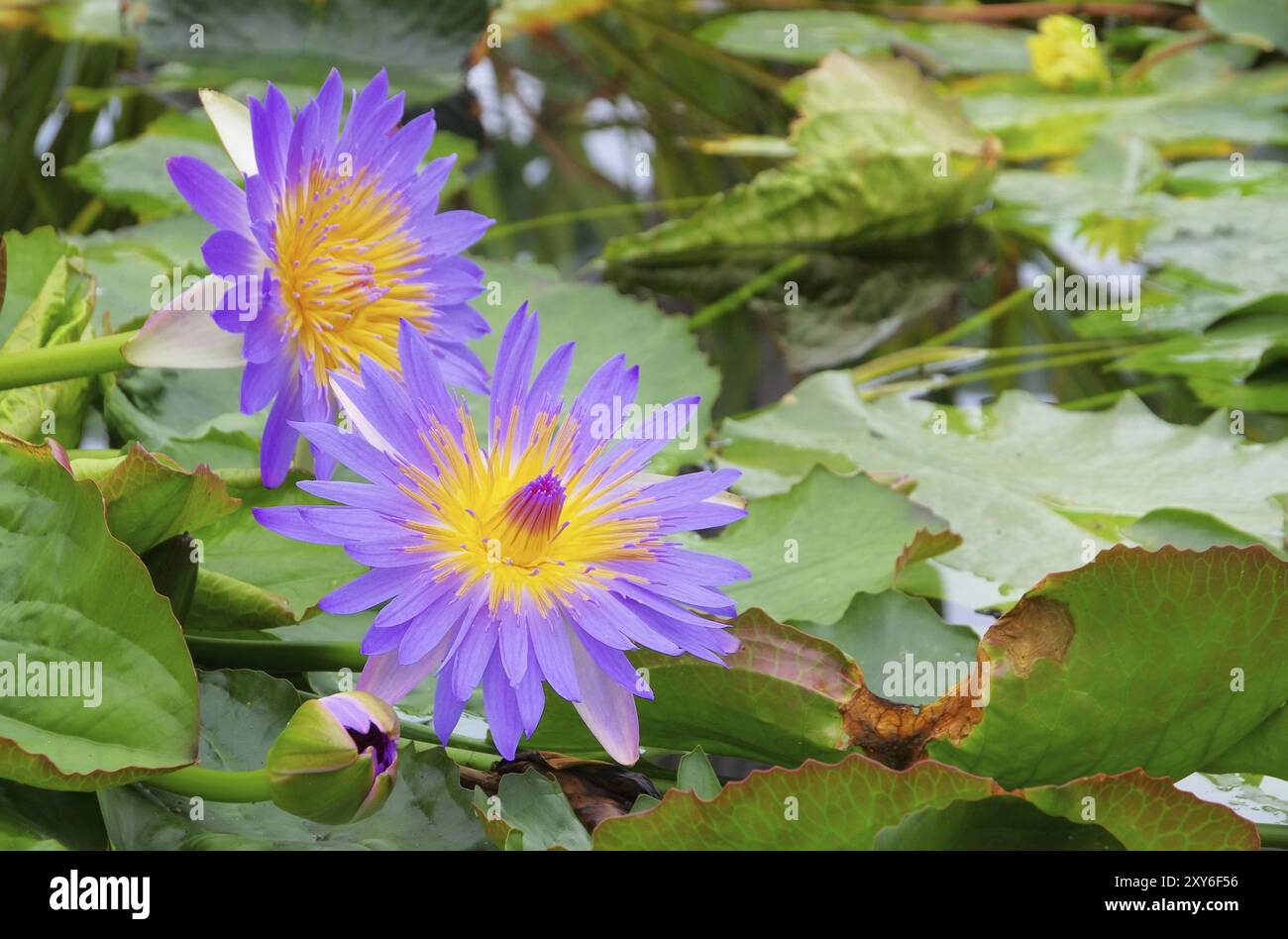 Water lily, water lily 41 Stock Photo - Alamy