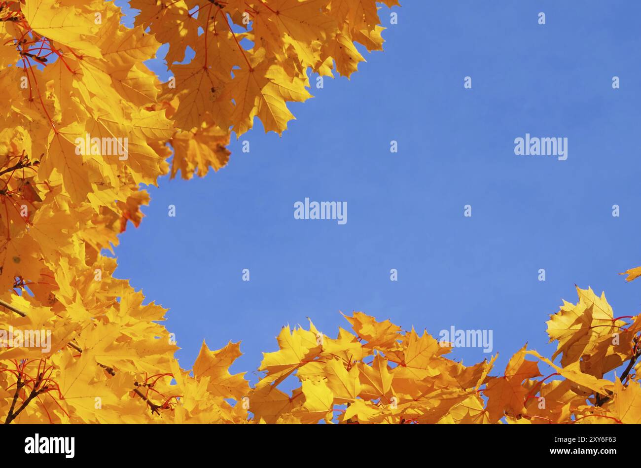 Detailed view fall maple hi-res stock photography and images - Alamy