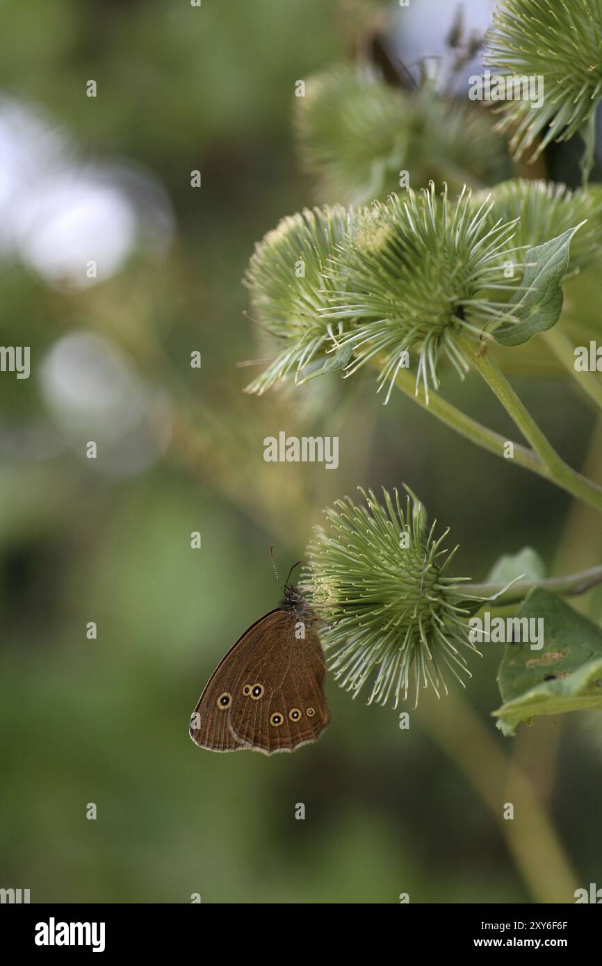 The butterfly is also called a chimney sweep Stock Photo - Alamy