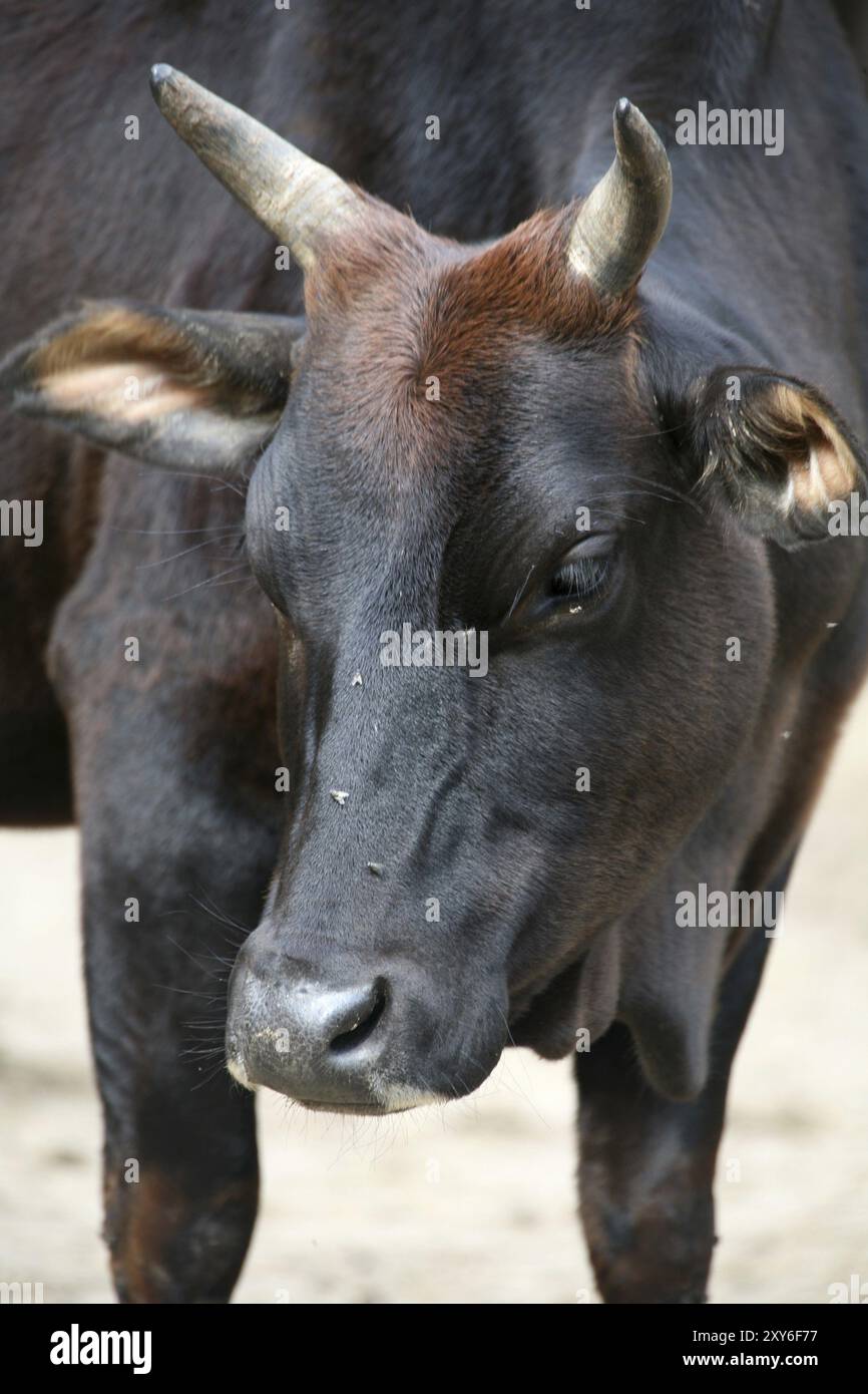 Humpback cattle bos indicus hi-res stock photography and images - Alamy