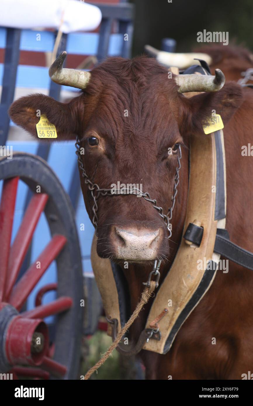 Bullock team hi-res stock photography and images - Alamy
