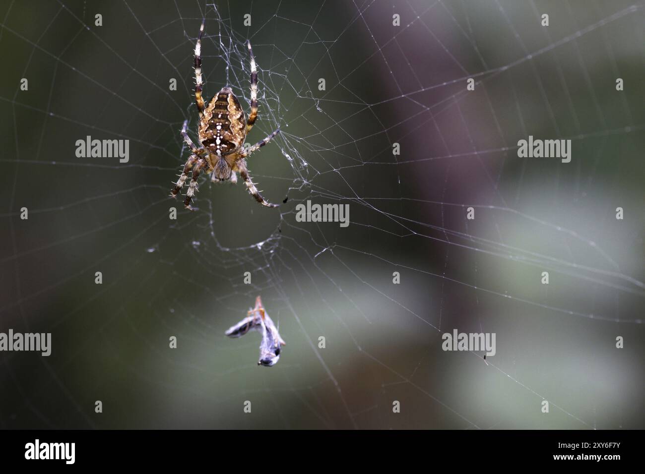 Cross spider with prey Stock Photo - Alamy