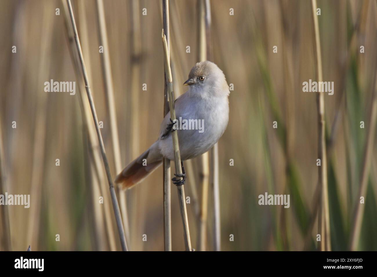 Bearded tit, female, Panurus biarmicus, bearded reedling, female Stock ...