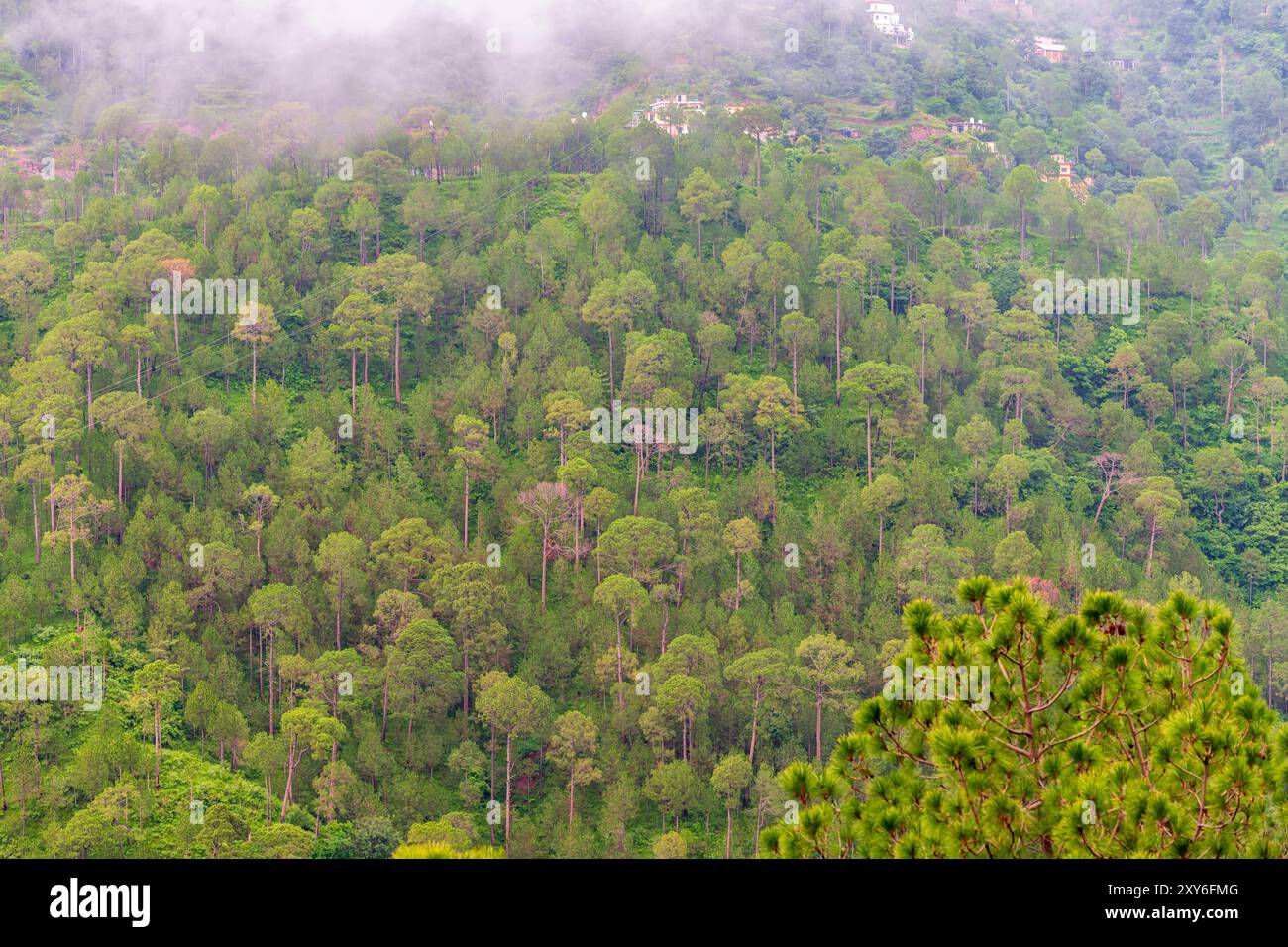 Evergreen pine trees growing on the hills of Himachal Pradesh, India ...
