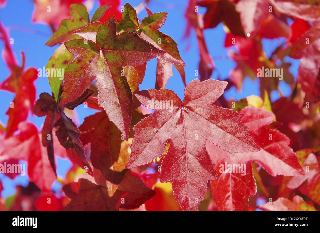 Amber coloured leaves hi-res stock photography and images - Alamy