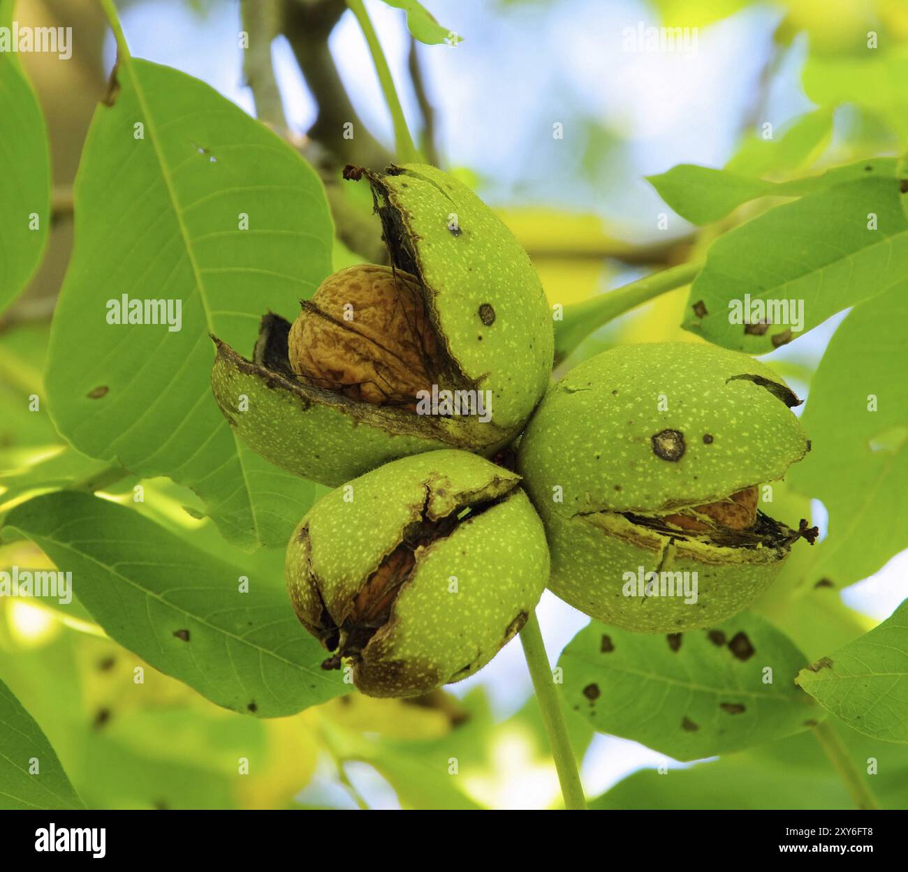 Walnut tree 11 Stock Photo - Alamy