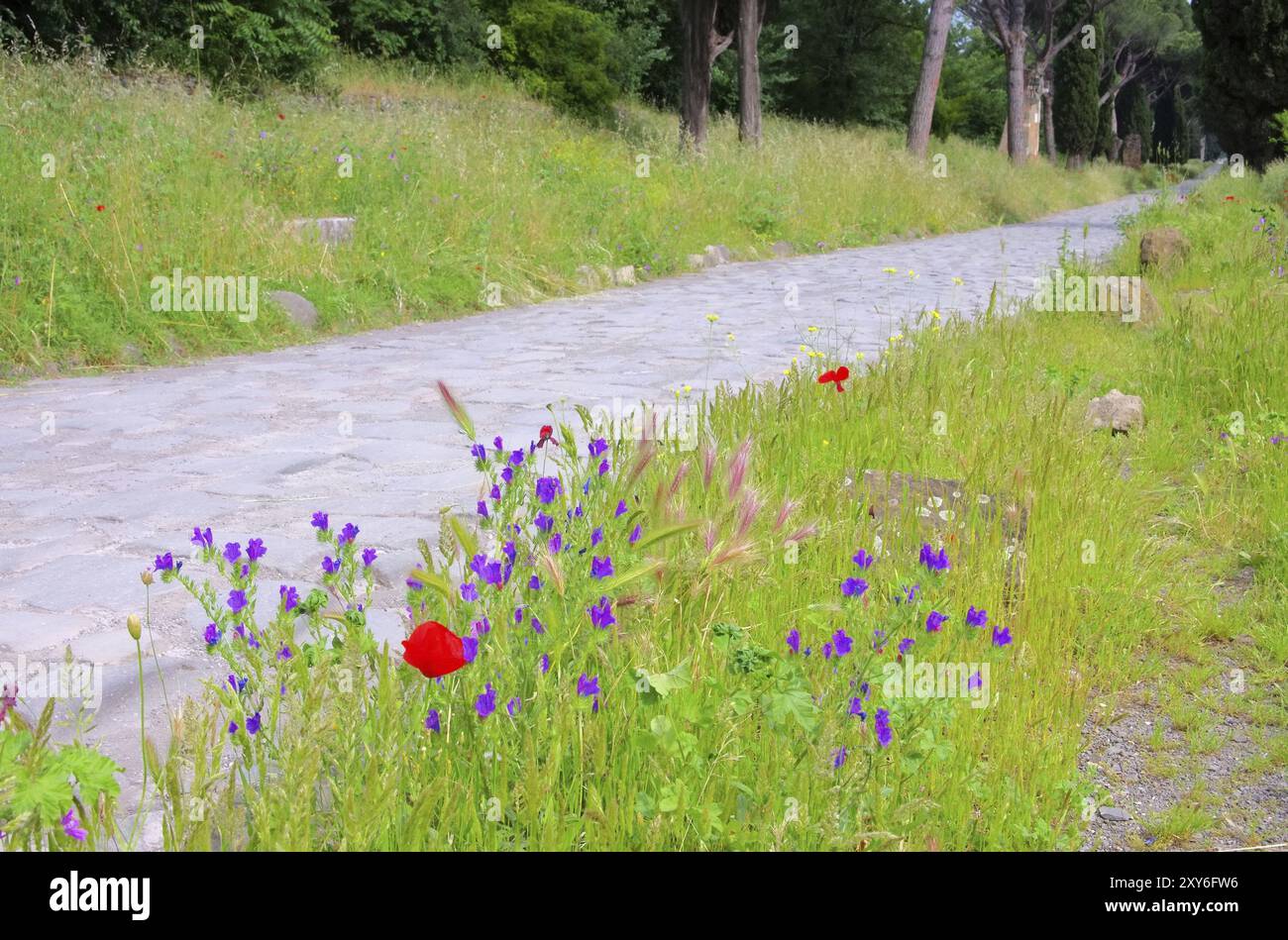Via appia antica flower hi-res stock photography and images - Alamy
