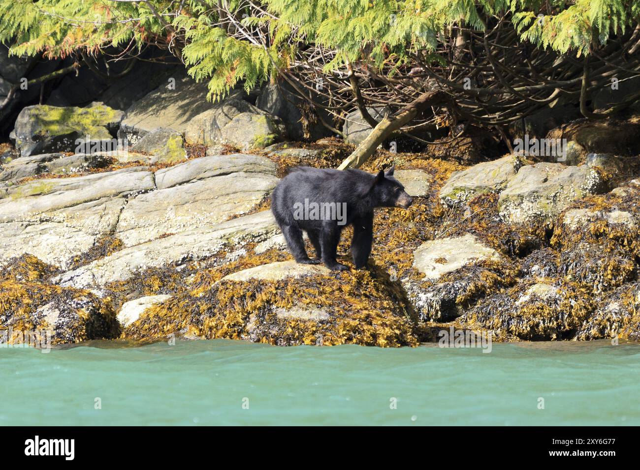 American Black Bear in Knight Inlet in Canada Stock Photo - Alamy