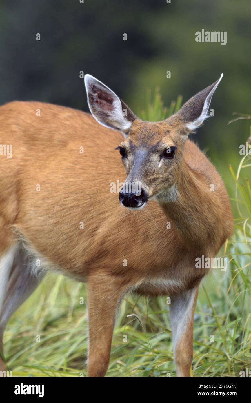 Maultierhirsch hi-res stock photography and images - Alamy